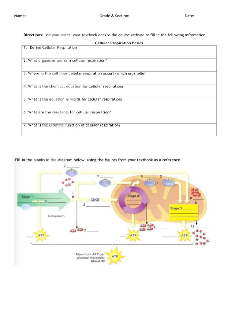Cellular Respiration Worksheet | PDF