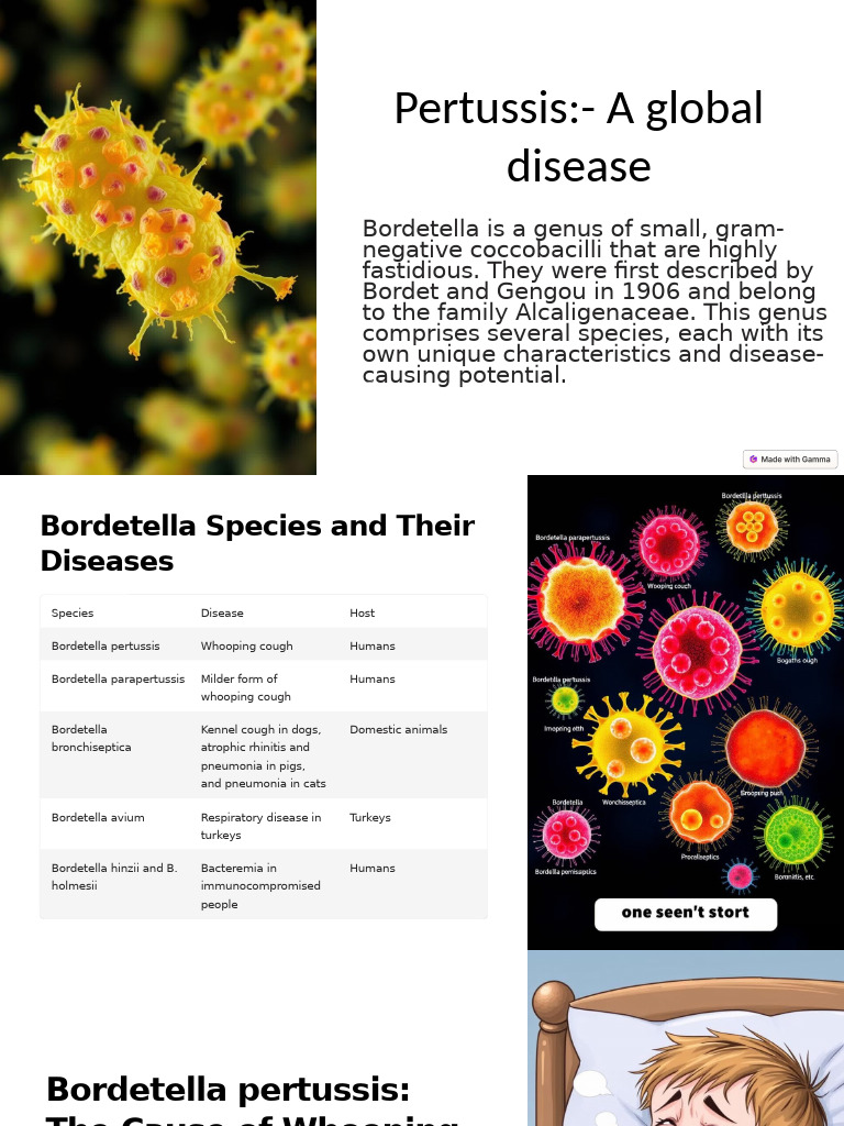 Bordetella A Comprehensive Overview | PDF | Vaccines | Epidemiology