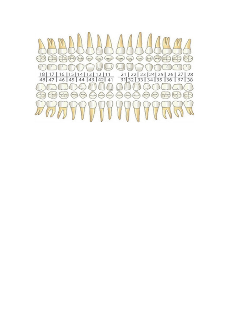 Odontogram | PDF
