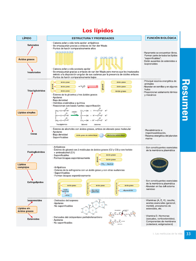 Lípids Esquema Visual | PDF