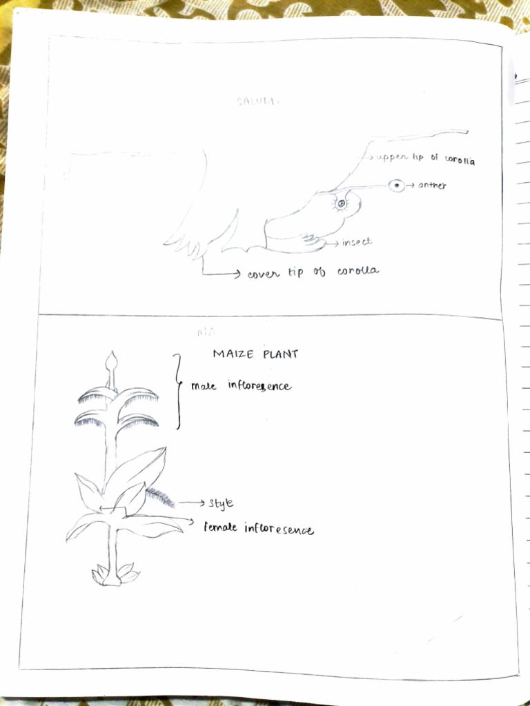 Analogous and Homologous Organs | PDF