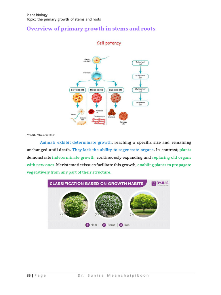 Primary Growth in Roots and Stems | PDF | Root | Plant Stem