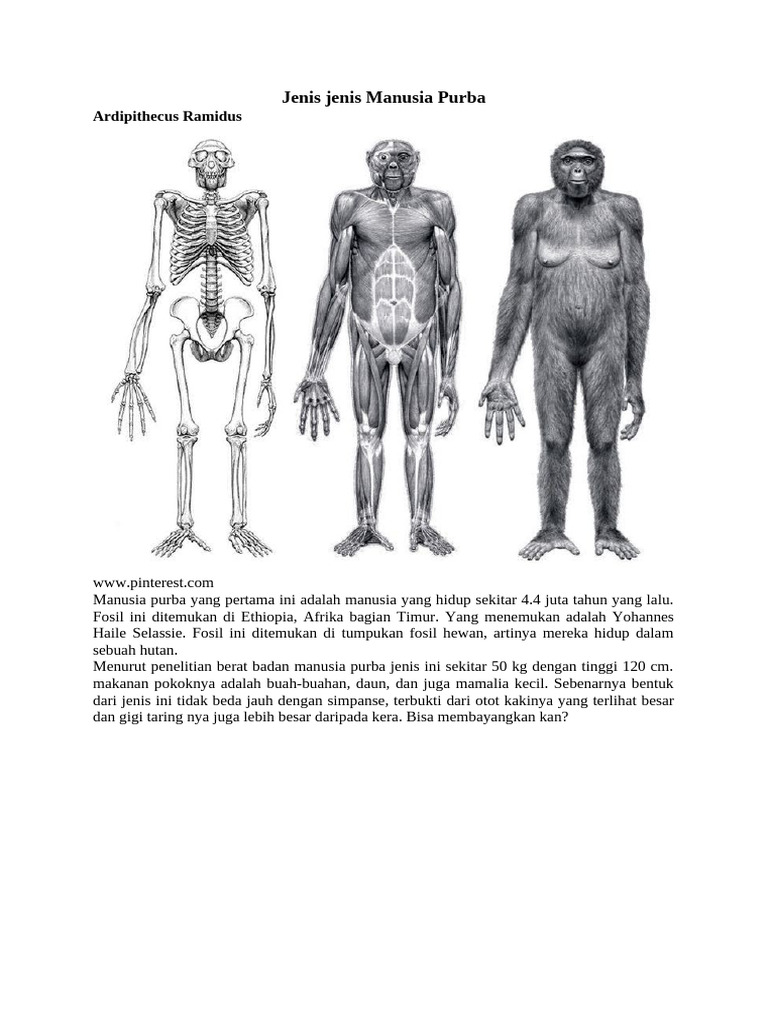 Jenis Jenis Manusia Purba | PDF