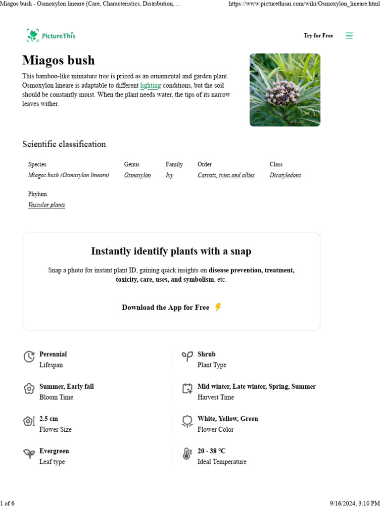 Miagos Bush - Osmoxylon Lineare (Care, Characteristics, Distribution ...