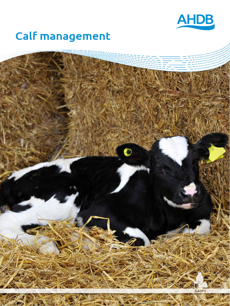 Calf Management | PDF | Milk | Dairy Farming