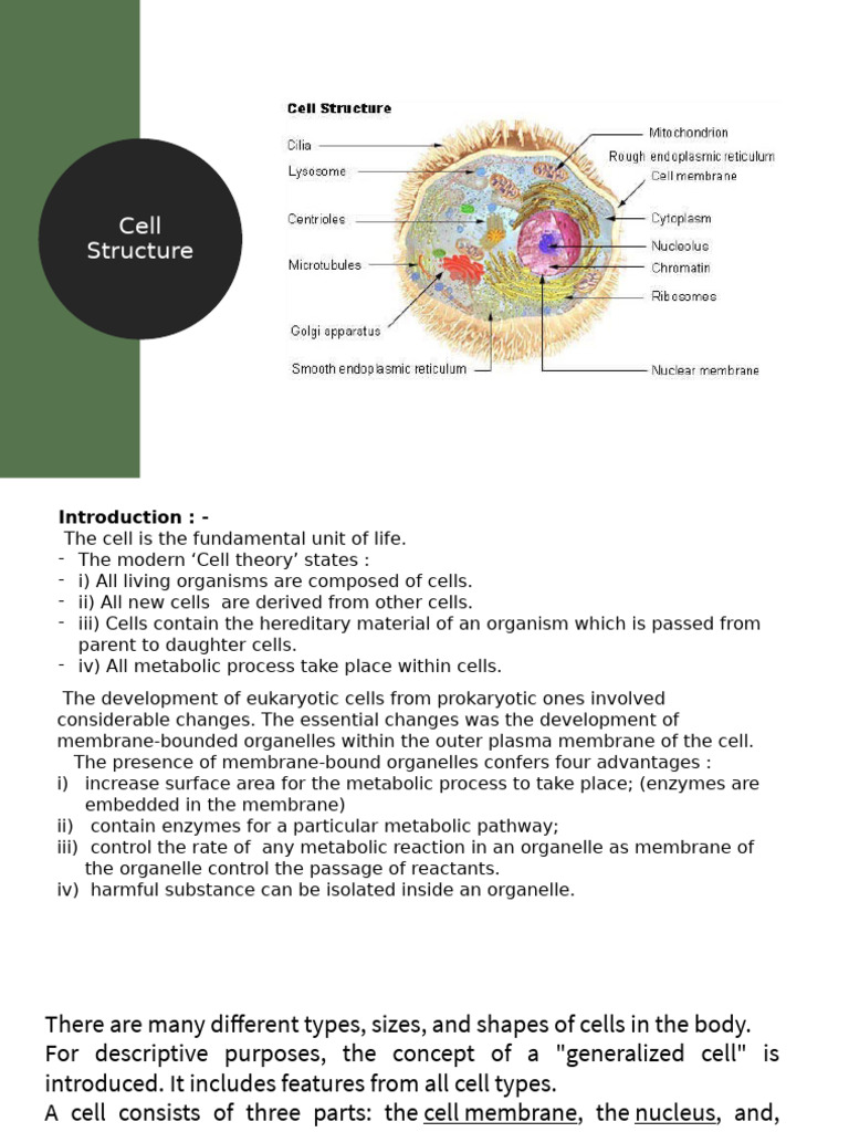 Cell & Its Organelles | PDF | Endoplasmic Reticulum | Cell (Biology)