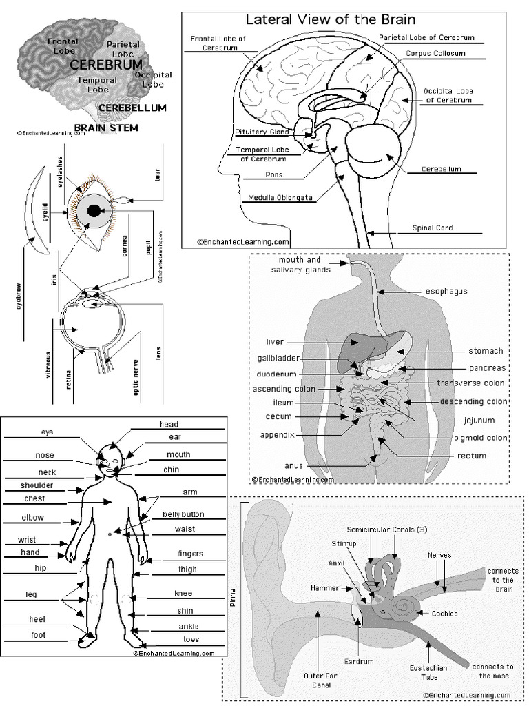 Human Body | PDF