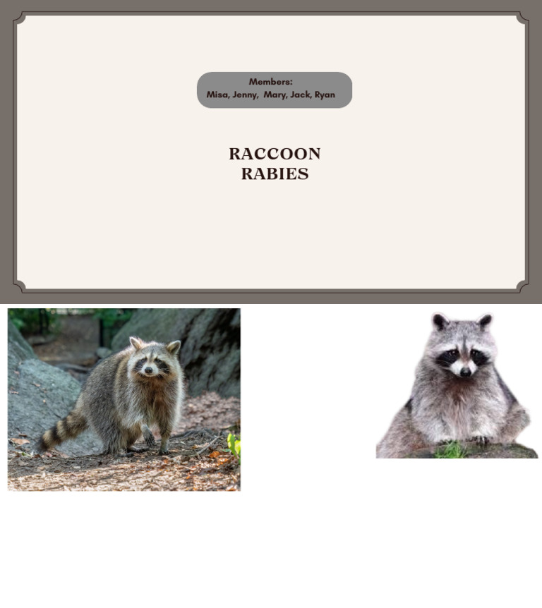 Raccoon Rabies | PDF
