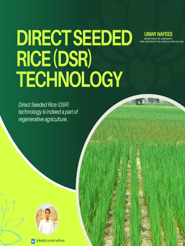 DSR System | PDF | Sowing | Rice
