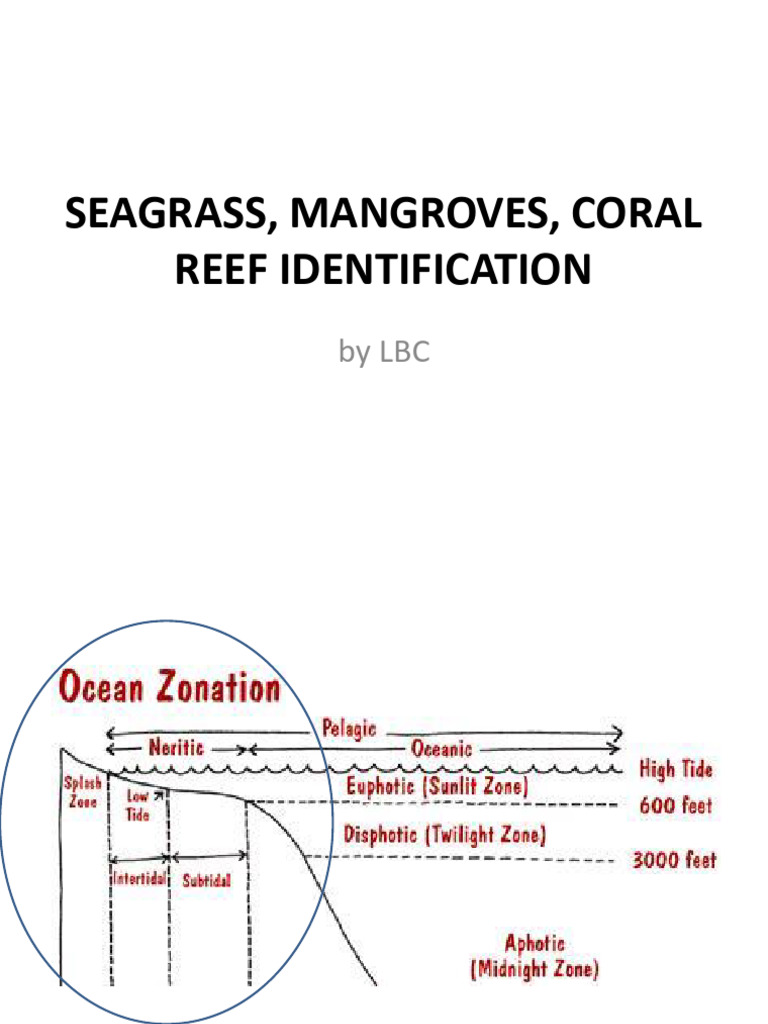 Identification Guide for Coastal Ecosystems | PDF | Mangrove | Coral