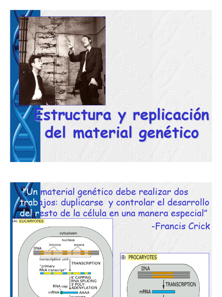 Estructura y Replicación Del Material Genético | PDF | Adn | Biosíntesis