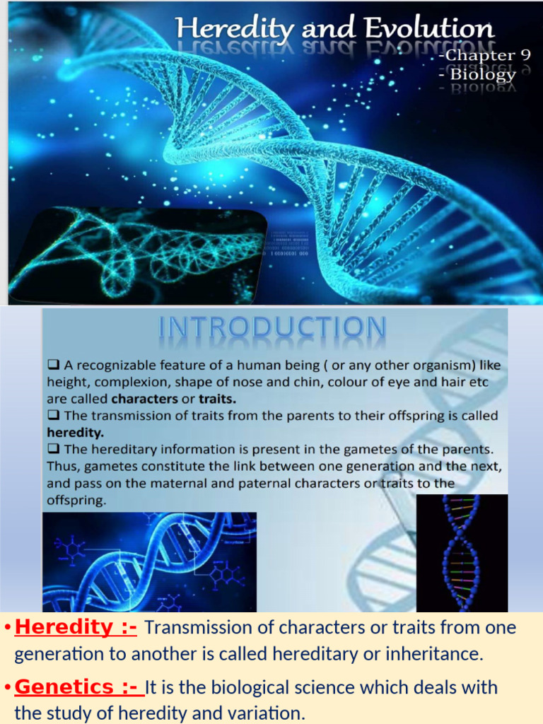 Heredity and Evolution J Class 10 | PDF | Heredity | Dominance (Genetics)
