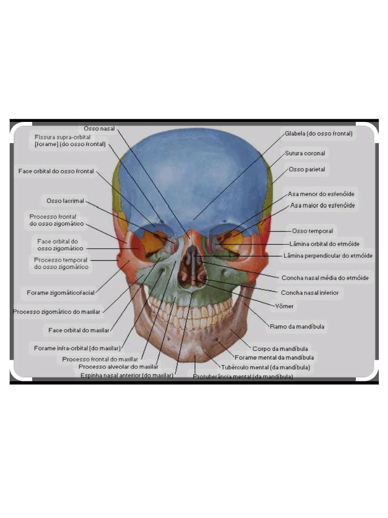 All Skull Bones PDF | PDF