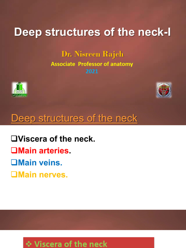 12 - Deep Structure of The Neck-I (Autosaved) | PDF | Common Carotid ...