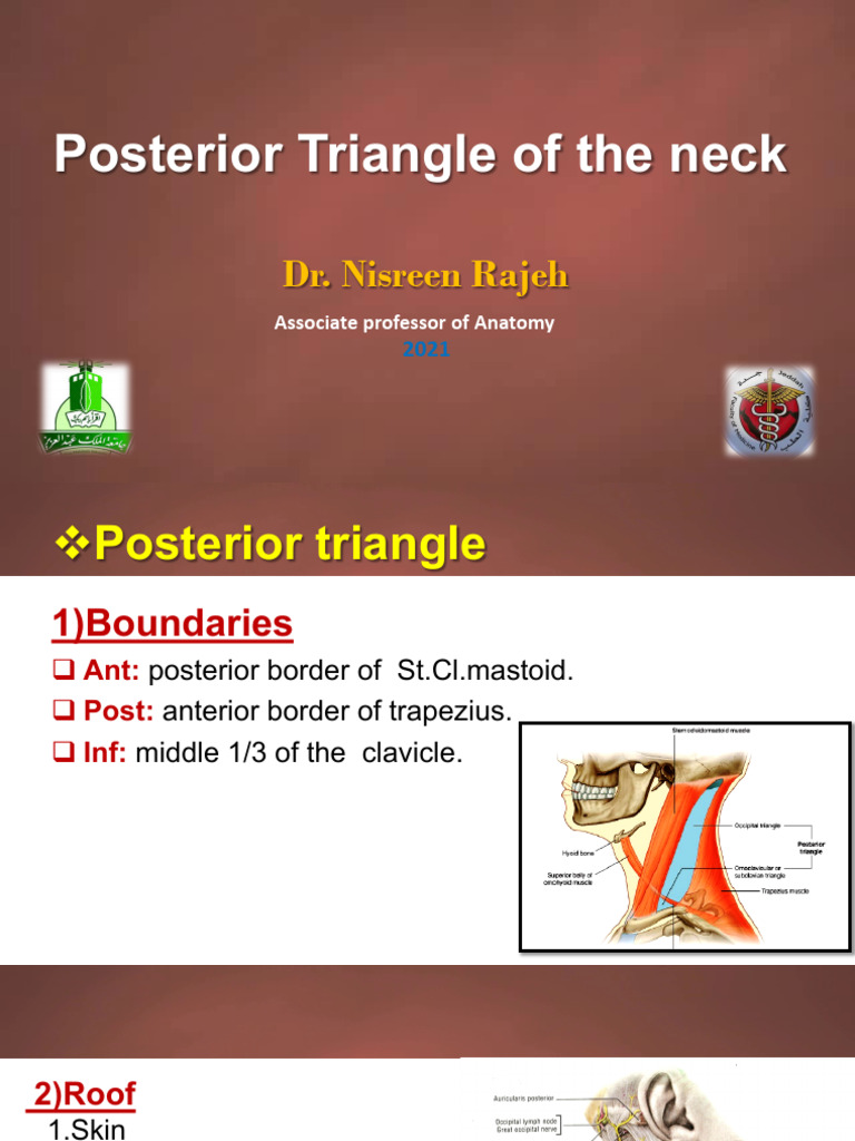 6 - Posterior Triangle of The Neck - 2021 | PDF | Neck | Common Carotid ...