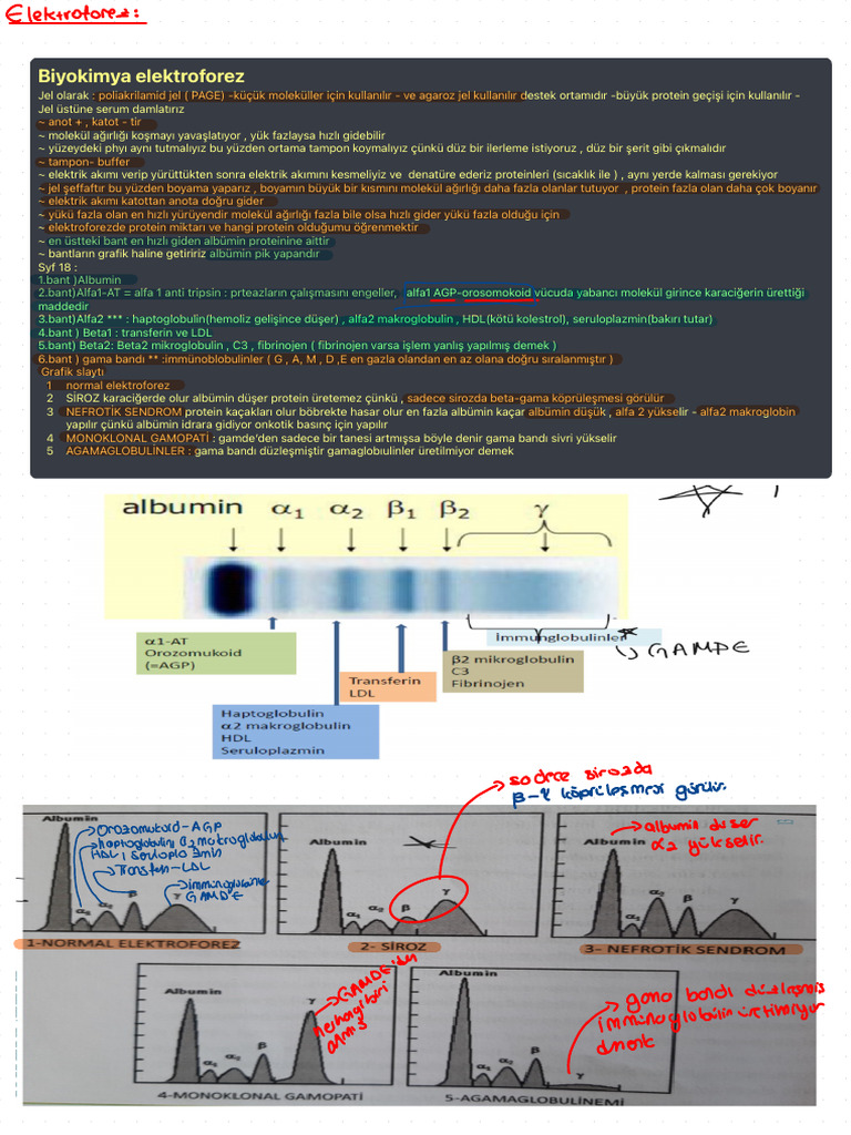 Biyokimya Pratik 2. Komite | PDF