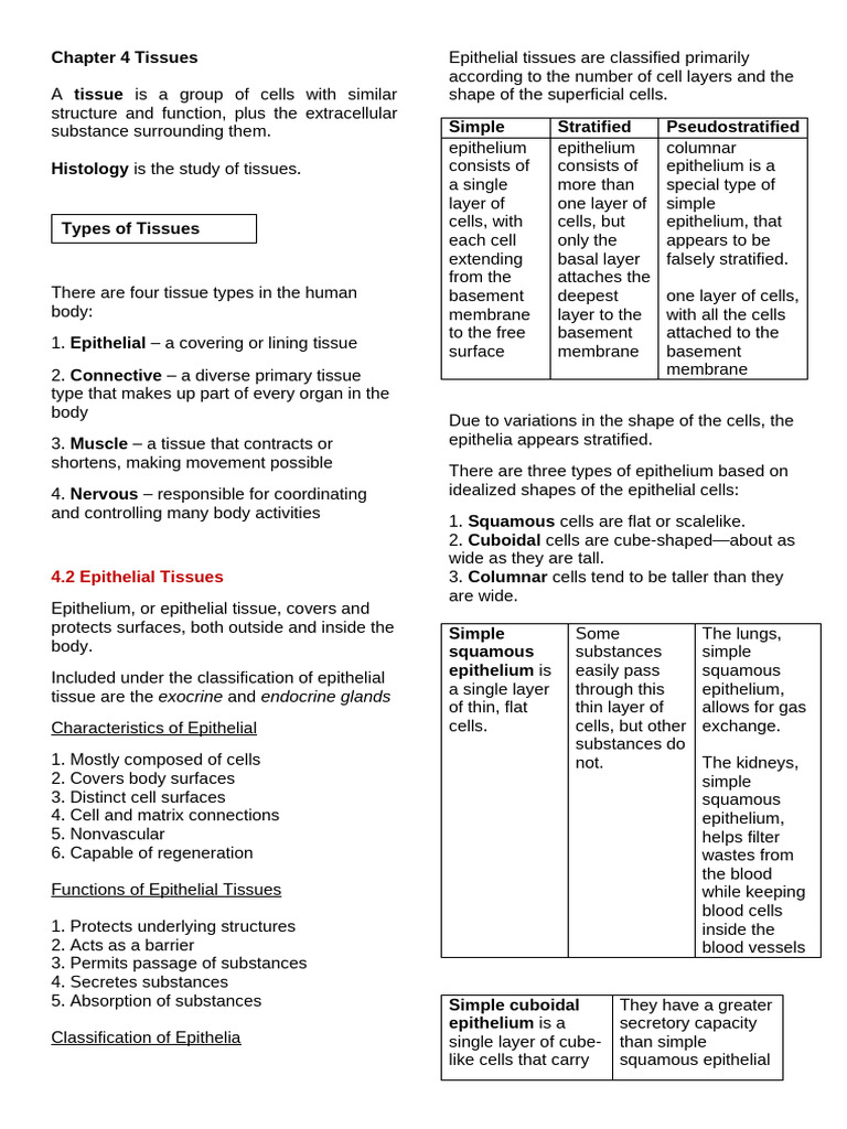 Chapter 4 Tissues | PDF | Epithelium | Connective Tissue