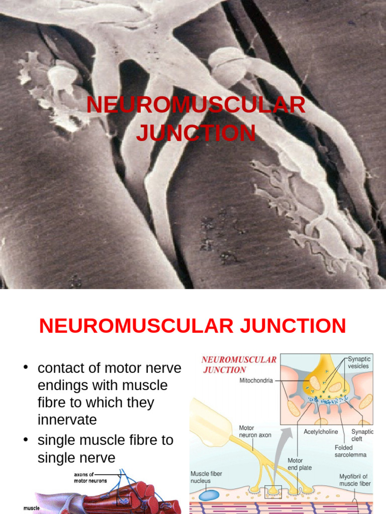 NMJ 2hr | PDF | Neuromuscular Junction | Chemical Synapse