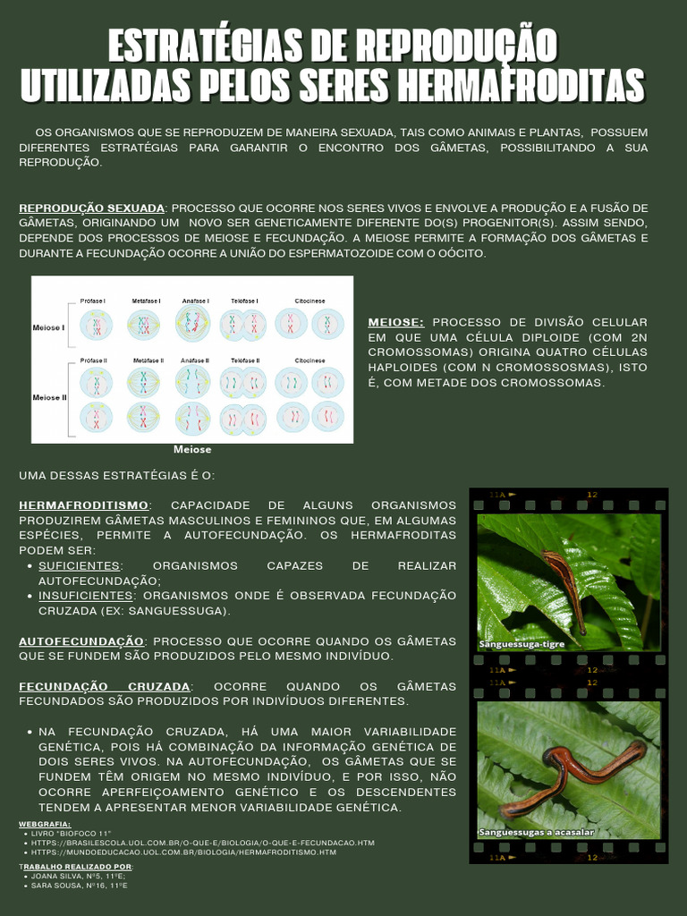 Hermafroditas Trabalho Final | PDF