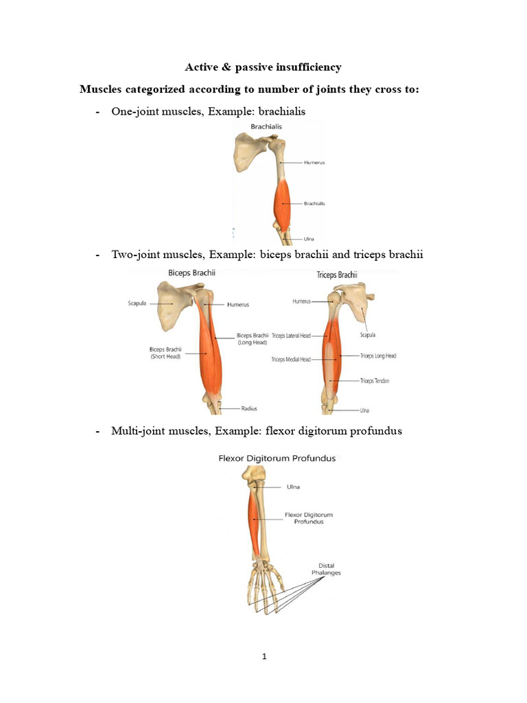Joint Range of Motion | PDF | Anatomical Terms Of Motion ...