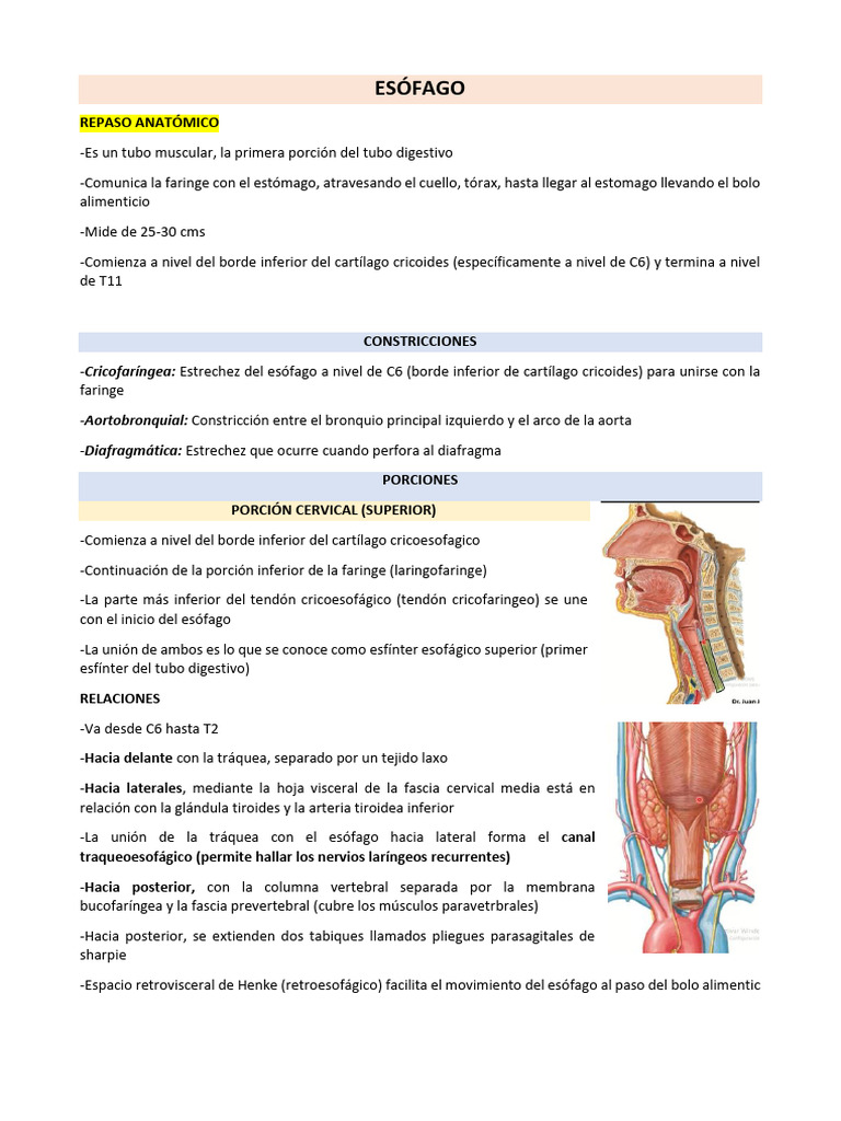 Esófago-Repaso Anatómico | PDF | Esófago | Morfología (biología)