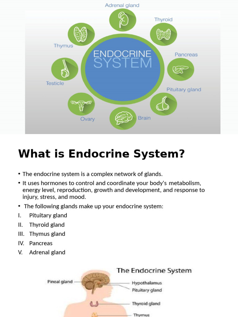 Overview of the Endocrine System | PDF | Endocrine System | Human Body