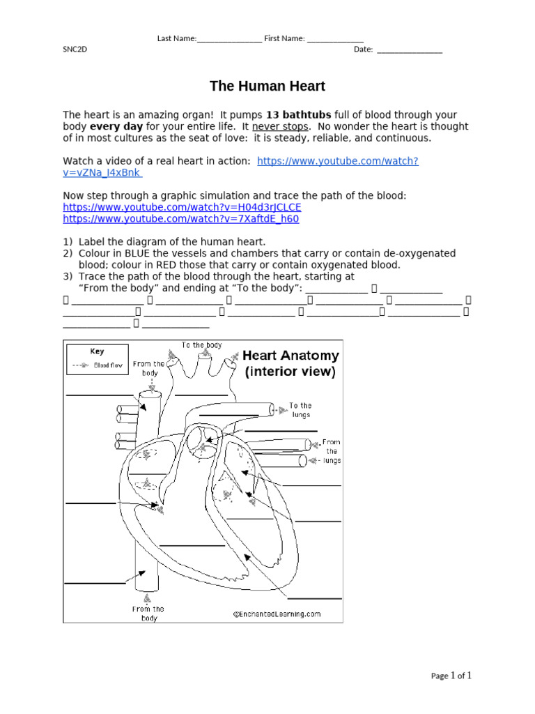 The Human Heart | PDF
