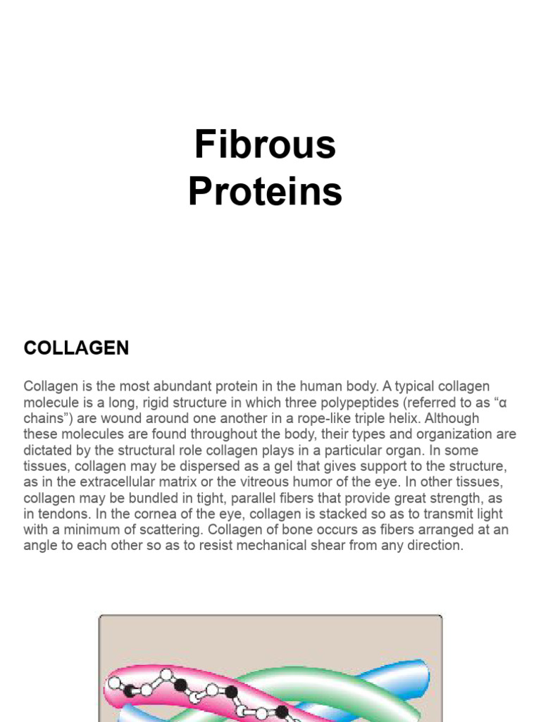 Fibrous Proteins | PDF | Collagen | Alpha Helix