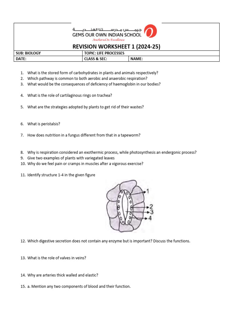 Revision Worksheet 1 | PDF | Atrium (Heart) | Physiology