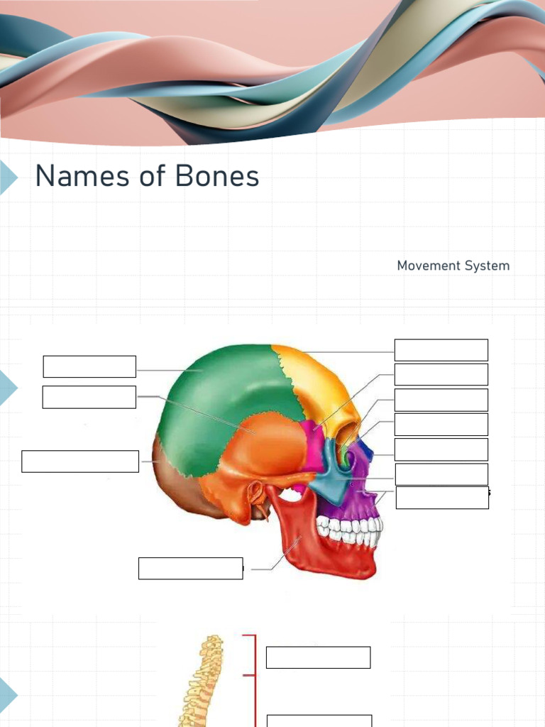 Names of Bones | PDF