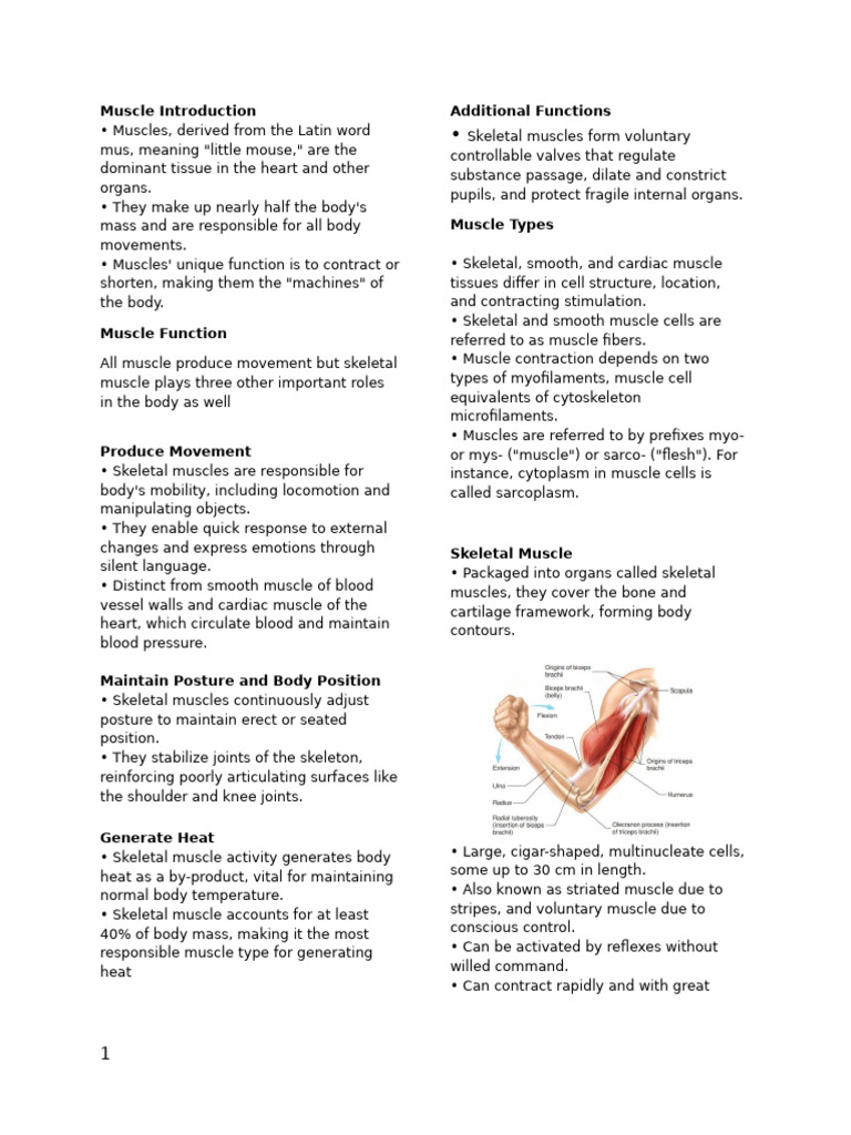 Muscle | PDF | Muscle Contraction | Human Leg