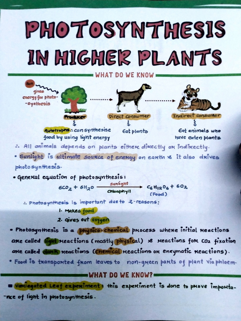 Photosynthesis | PDF | Chemistry | Atoms