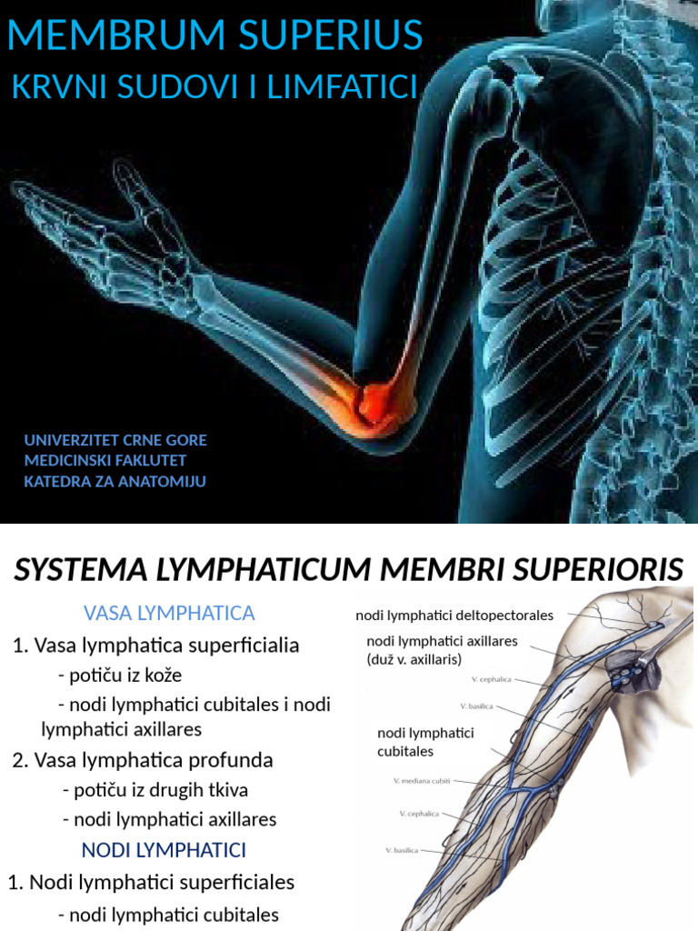 Membrum Superius-Krvni Sudovi I Limfatici | PDF