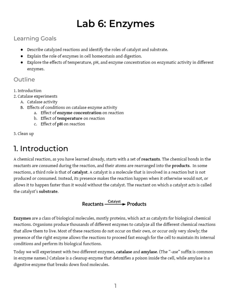 Lab 6_ Enzymes FA24 (1) | PDF | Catalase | Enzyme