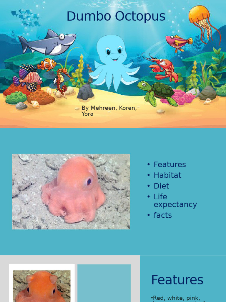 Dumbo Octopus | PDF
