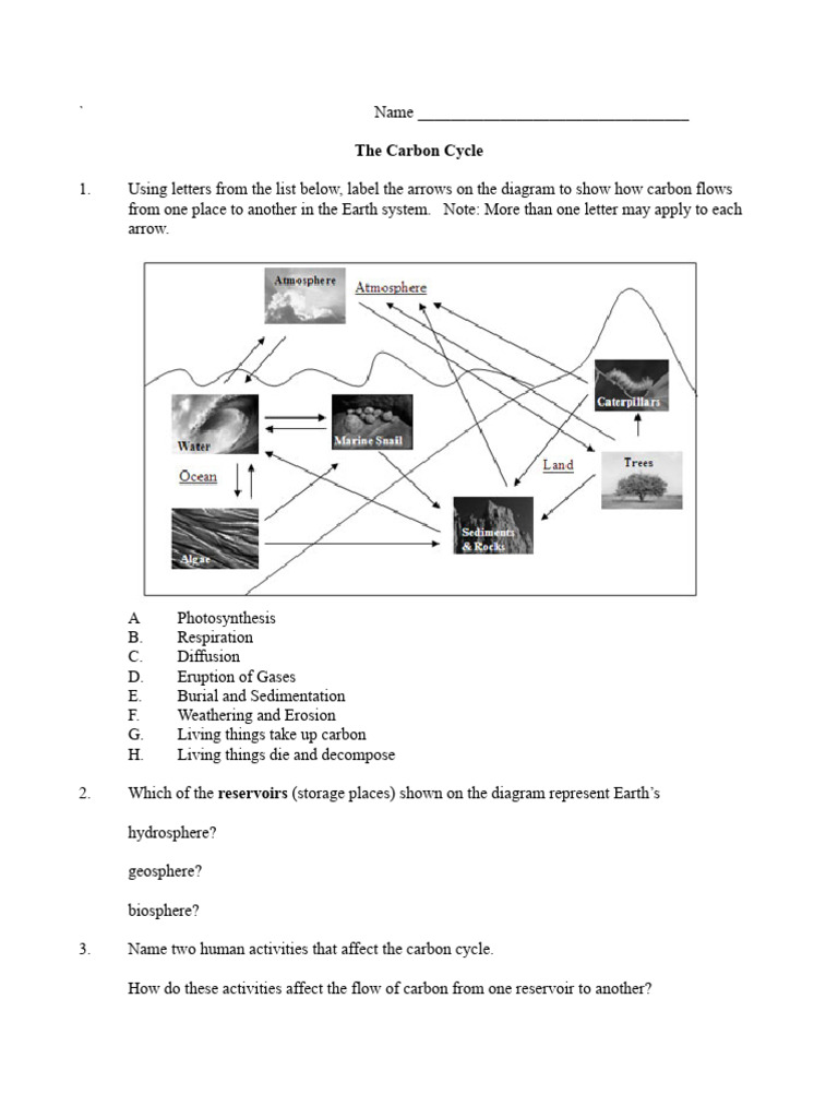 Carbon Cycle Student | PDF