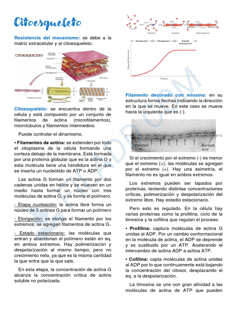 2 - Citoesqueleto | PDF | Microtúbulos | Actina