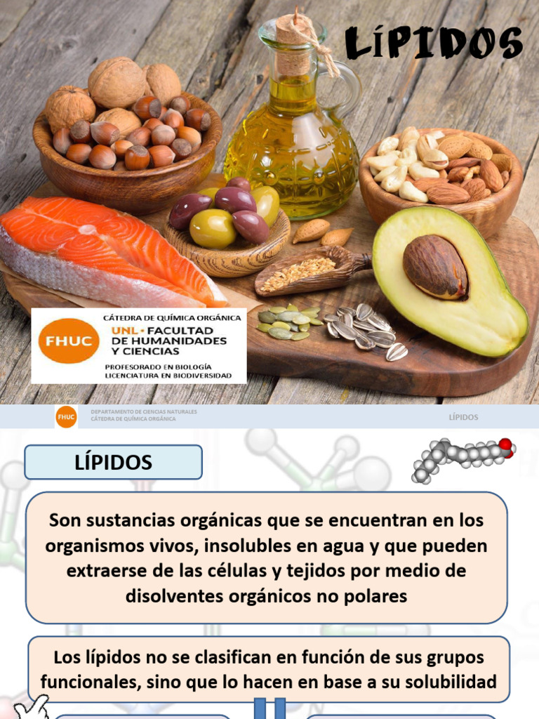 Lípidos | PDF | Lípido | Triglicéridos