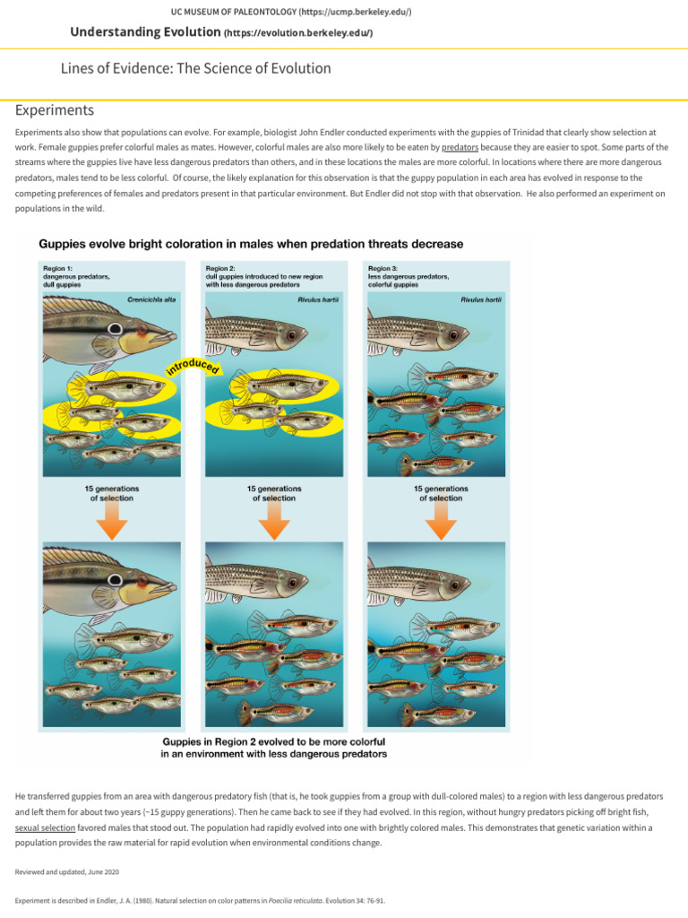 Experiments On Guppies - Endler | PDF