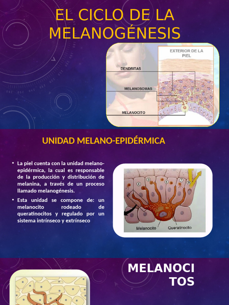 El Ciclo de La Melanogénesis | PDF | Piel | Tirosina