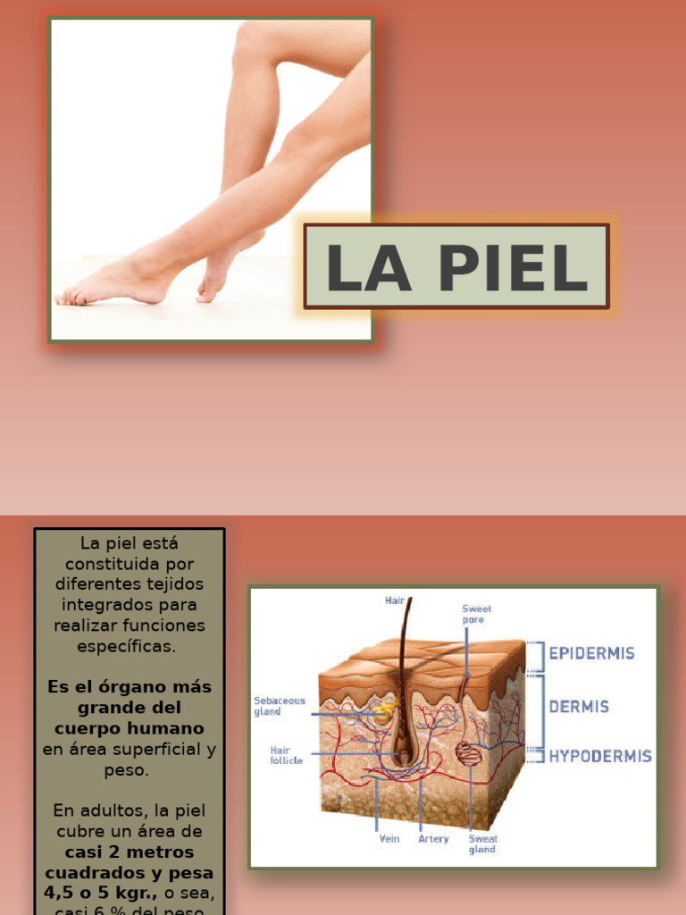 ESTRUCTURA Y FUNCION DE LA Piel | PDF | Epidermis | Piel