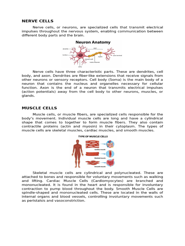 Types of Body Cellspptxths8stea | PDF | White Blood Cell | Skin