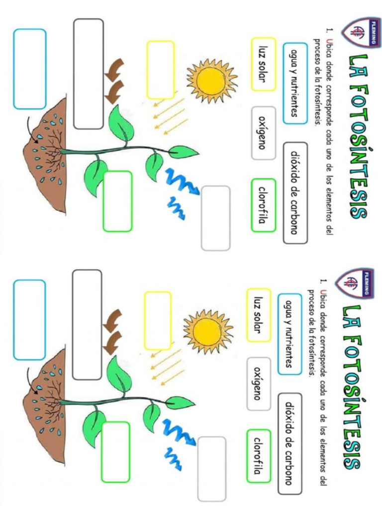 Plantas Hojas de Trabajo | PDF