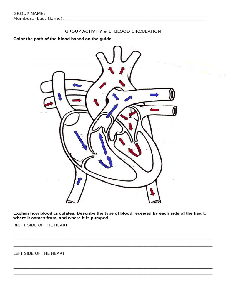 Blood Circulation Activity Guide | PDF