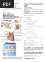 RX Columna Cervical | PDF | La columna vertebral | Vértebra