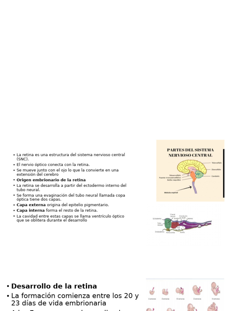 Estructura y desarrollo de la retina humana | PDF | Retina | Percepción ...