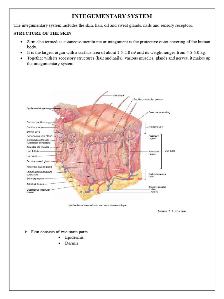INTEGUMENTARY SYSTEM | PDF | Skin | Integumentary System