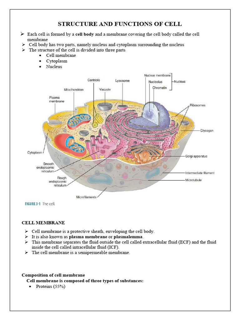STRUCTURE OF THE CELL | PDF | Cell Membrane | Endoplasmic Reticulum