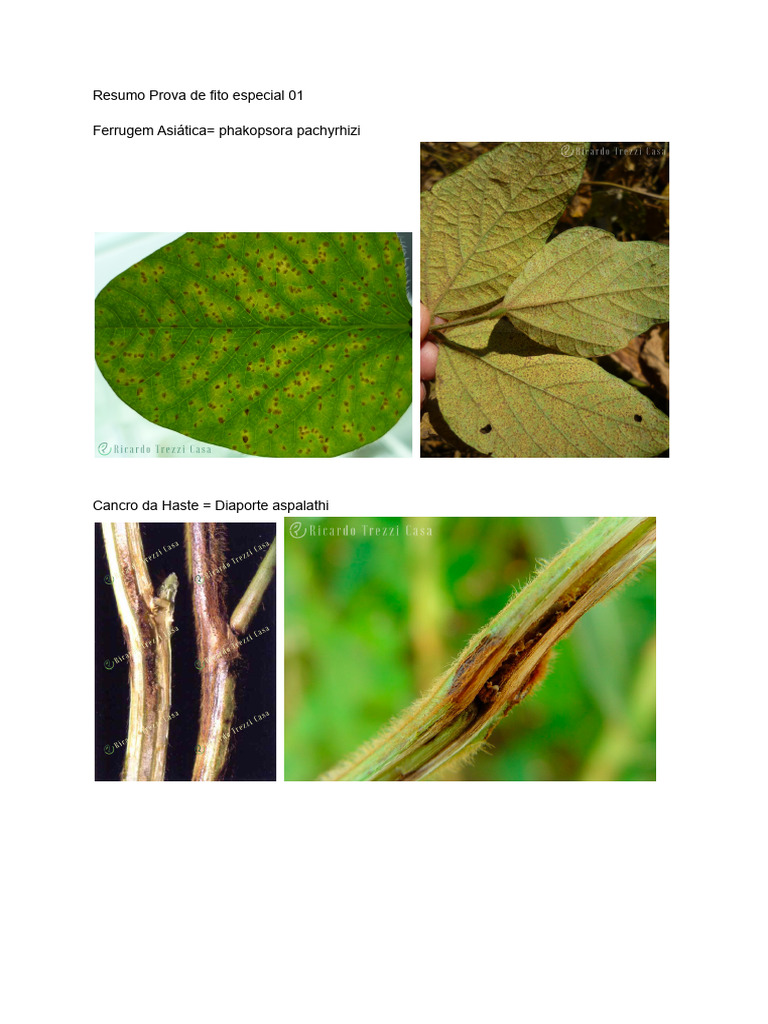 Resumo Prova de Fito Especial 01 | PDF
