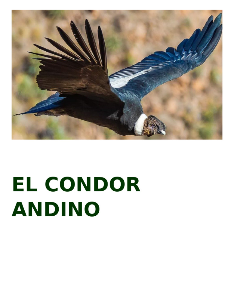 El Condor Andino | PDF